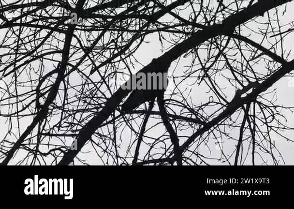 Screaming crow Stock Videos & Footage - HD and 4K Video Clips - Alamy