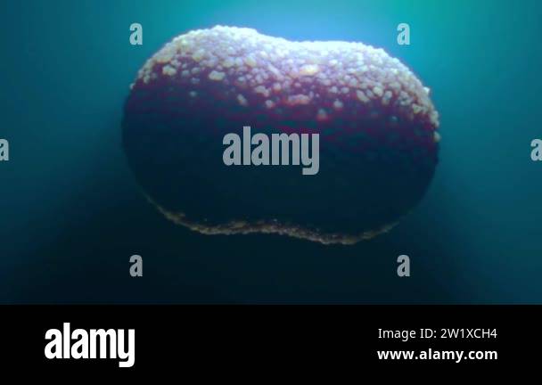 Medical Animation of cell division.Mitosis and meiosis Stock Video ...