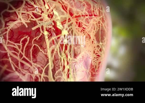 Human vein valves Stock Videos & Footage - HD and 4K Video Clips - Alamy