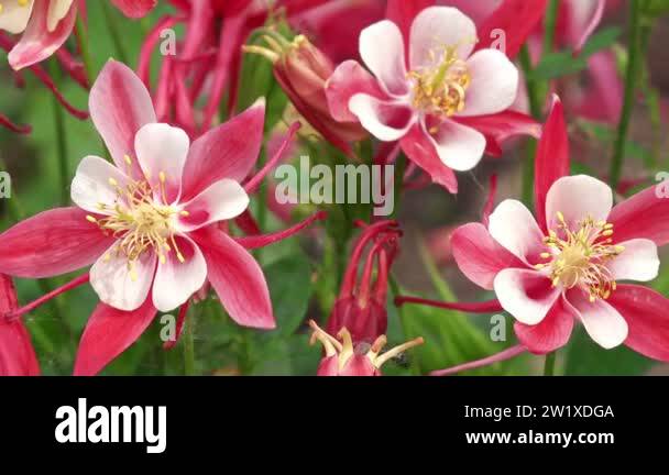 Aquilegia Origami, Beautiful Pink Columbine Flowers in Garden Stock ...