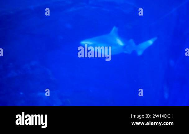 Marine animal teeth Stock Videos & Footage - HD and 4K Video Clips - Alamy