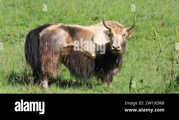 Yak in water Stock Videos & Footage - HD and 4K Video Clips - Alamy