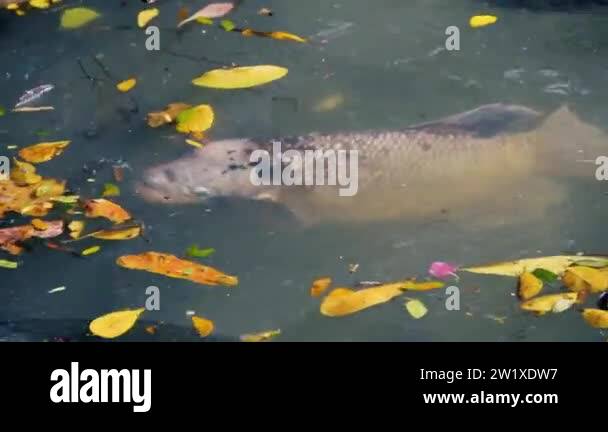 Mozambique mouth-brooder (Sarotherodon mossambicus) and Nile tilapia ...