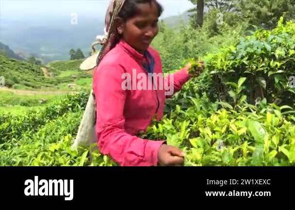 Ceylon tamil Stock Videos & Footage - HD and 4K Video Clips - Alamy