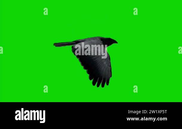 Crow Flying on Green Screen Stock Video Footage - Alamy