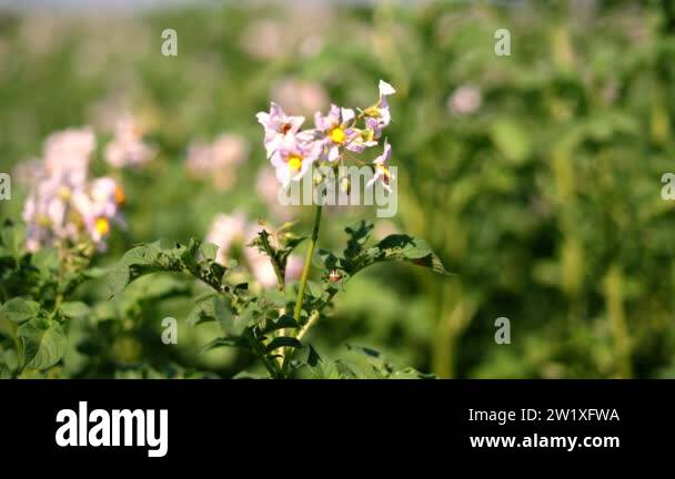 close-up, flowering potatoes. white, pale pink flowers bloom on potato ...
