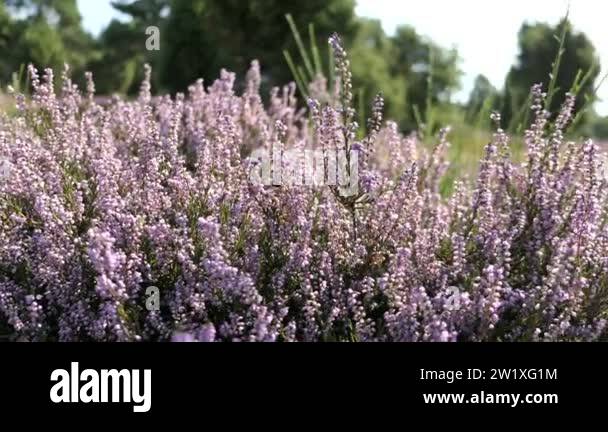 Heather blossom Stock Videos & Footage - HD and 4K Video Clips - Alamy