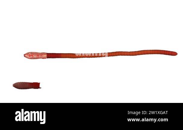 Earthworm anatomy Stock Videos & Footage - HD and 4K Video Clips - Alamy
