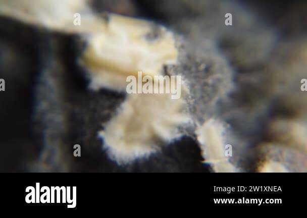 Food spoilage, food loss and food waste. Mold growth on the food Stock ...