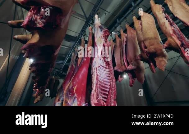 Dressed beef Stock Videos & Footage - HD and 4K Video Clips - Alamy