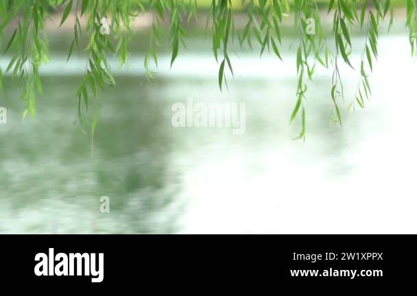 Weeping willow tree by a river Stock Videos & Footage - HD and 4K Video ...