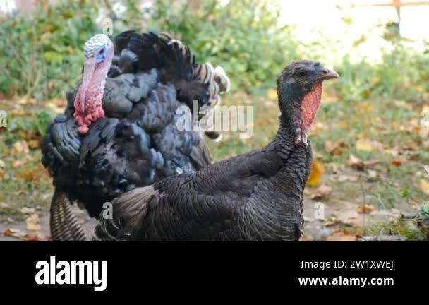 Domestic turkeys walking in paddock. Pasture raised turkey on private ...