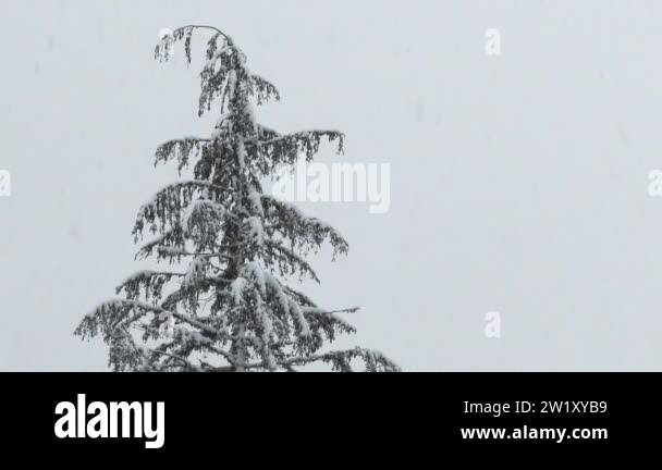 Lone evergreen tree Stock Videos & Footage - HD and 4K Video Clips - Alamy