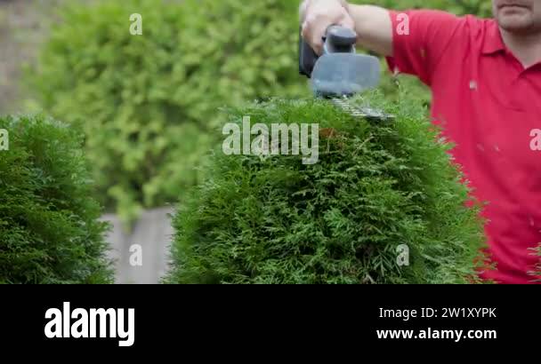 Pruning an evergreen plant Stock Videos & Footage - HD and 4K Video ...