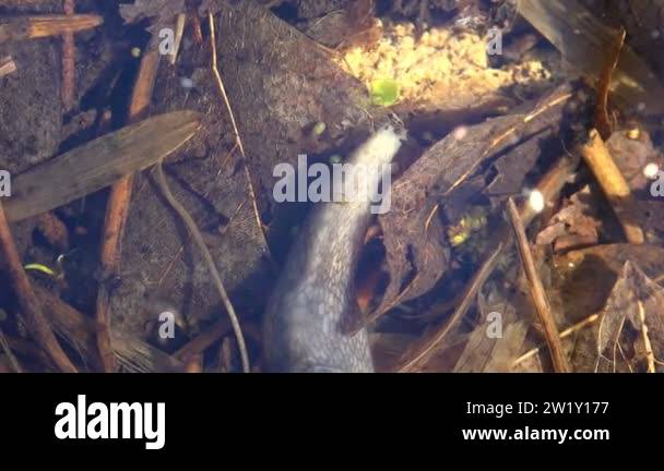 The slug came under water in forest swamp, daphnia and other small ...