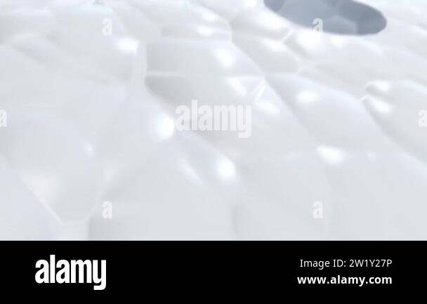 Immune system and defense system. Defense cells in the blood and other ...