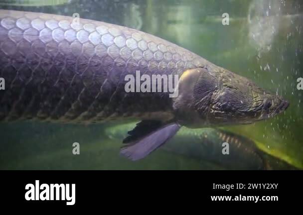 Pirarucu, Giant arapaima Arapaima gigas Stock Video Footage - Alamy