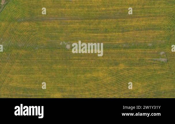 Farming pattern Stock Videos & Footage - HD and 4K Video Clips - Alamy