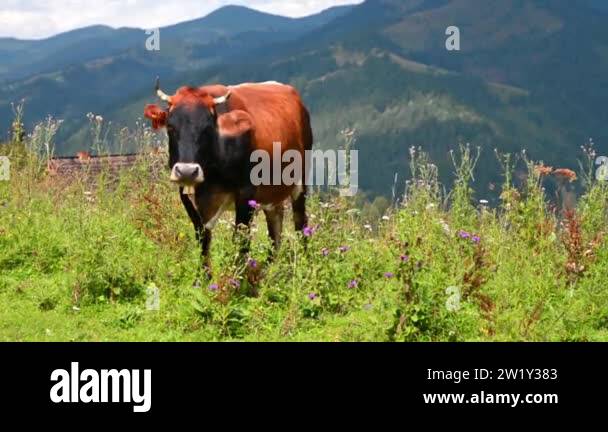 Alpine cow Stock Videos & Footage - HD and 4K Video Clips - Alamy