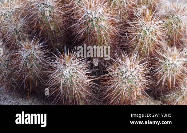 Cacti in the Arizona desert. Arizona claret-cup cactus, Arizona ...