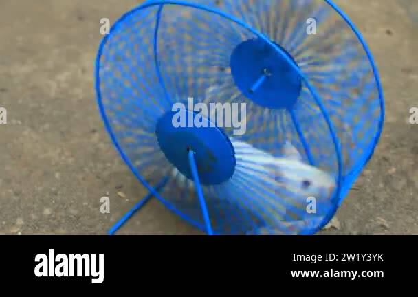 Lab rat running Stock Videos & Footage - HD and 4K Video Clips - Alamy