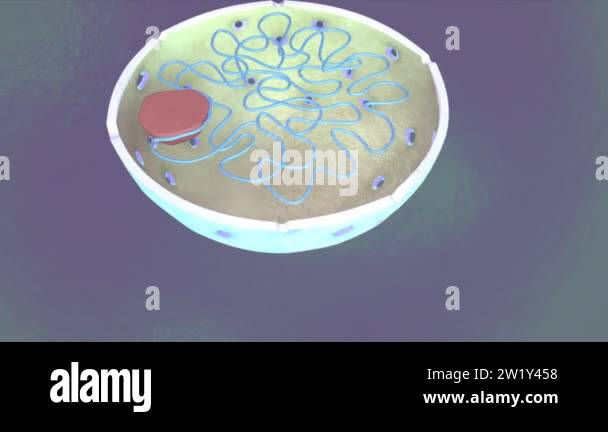Nucleus cell interphase Stock Videos & Footage - HD and 4K Video Clips ...