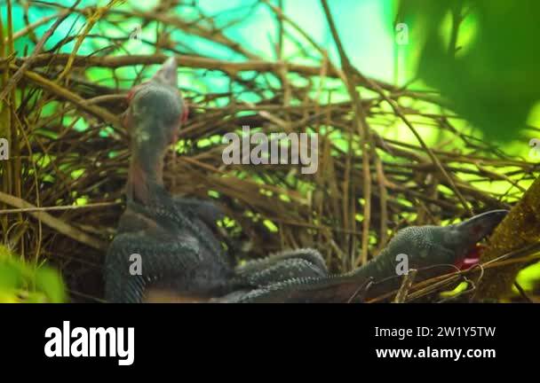 Baby crow is lying in the nest and hatching waiting for their mother ...