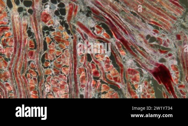 Tongue of the cat with papillae at high magnification in darkfield ...