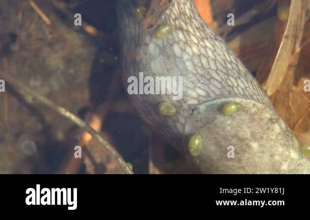 The slug came under water in forest swamp, daphnia and other small ...