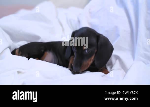 Cute dachshund puppy irritably scratches face with paw in bed on soft ...