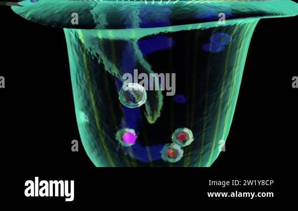 Microstoma microstoma Stock Videos & Footage - HD and 4K Video Clips ...