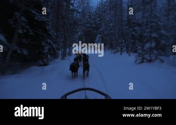 Rushing husky dogs pulling a sledge with a man in a forest in Finland ...