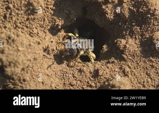 Young honey bee, hatching from an egg, peeps out of hole in ground ...