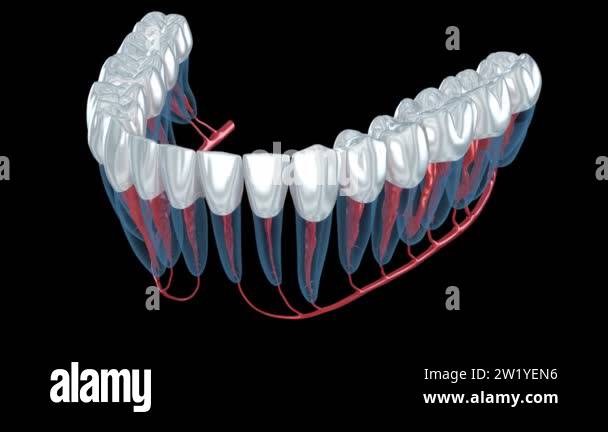 Dental root anatomy, Xray view. Medically accurate dental 3D animation ...