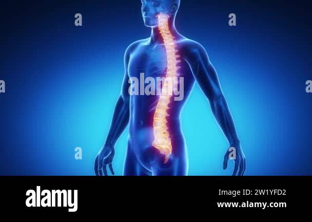 Spine bone man Stock Videos & Footage - HD and 4K Video Clips - Alamy