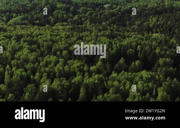 Large panorama green forest Stock Videos & Footage - HD and 4K Video ...