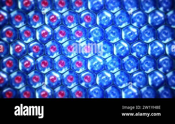 Human skin cells. Each cell with membrane. Cellular therapy. Disease ...