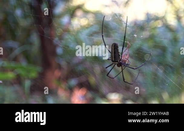 Slow motion of female giant woods spider with its prey and eating it in ...