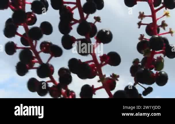Ginseng fruit Stock Videos & Footage - HD and 4K Video Clips - Alamy