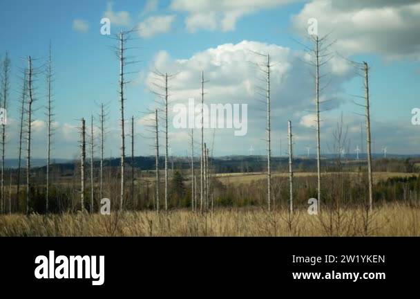 Bark wood beetle pest Ips typographus infestation, spruce and bast tree ...