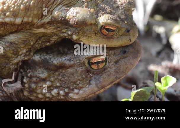 Amphibian toad Stock Videos & Footage - HD and 4K Video Clips - Alamy