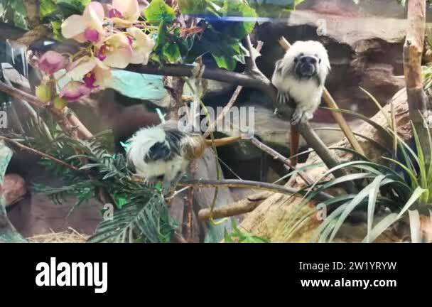 Long haired primate Stock Videos & Footage - HD and 4K Video Clips - Alamy