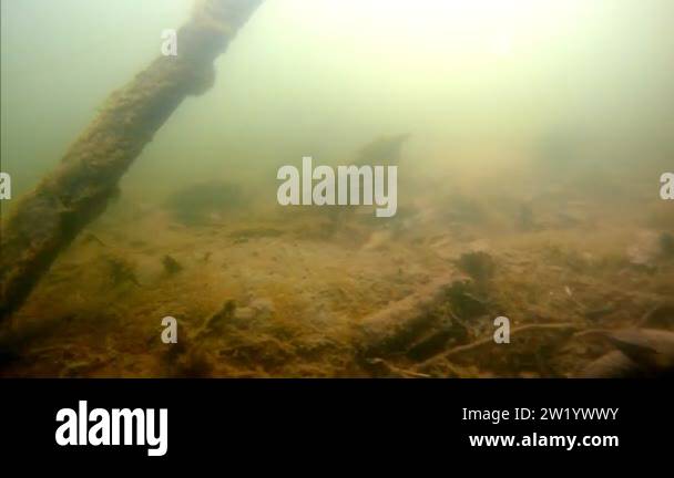 driftwood tree branches, fallen leaves and algae in muddy water, no ...
