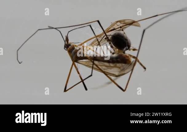 Spider larder Stock Videos & Footage - HD and 4K Video Clips - Alamy