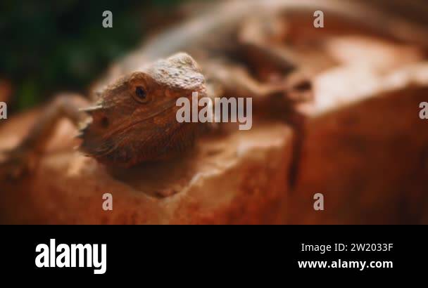 Bearded dragon, also known as Pogona, sitting on a rock. This reptile ...