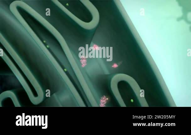 Cell nucleus anatomy diagram Stock Videos & Footage - HD and 4K Video ...