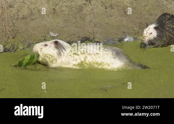 Animal nutria in the wild. Behavior and lifestyle of animal nutria in ...