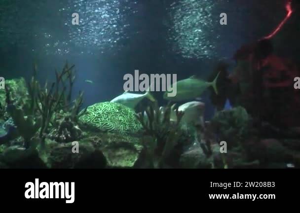 Shark floating Stock Videos & Footage - HD and 4K Video Clips - Alamy