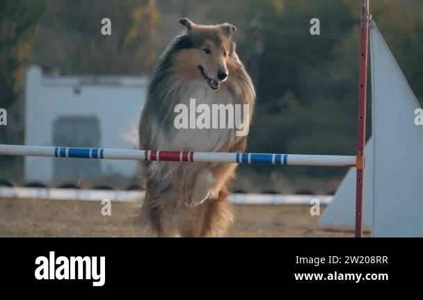 large dog collie breed passes obstacles barriers agility competitions ...