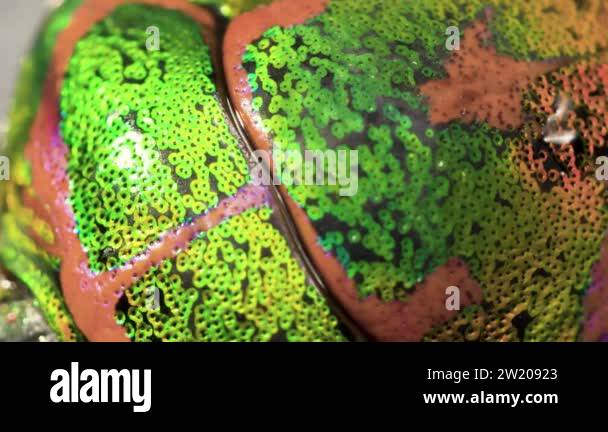 Insect Specimen, Structural Color of Jewel Bug (Clown Stink Bug ...